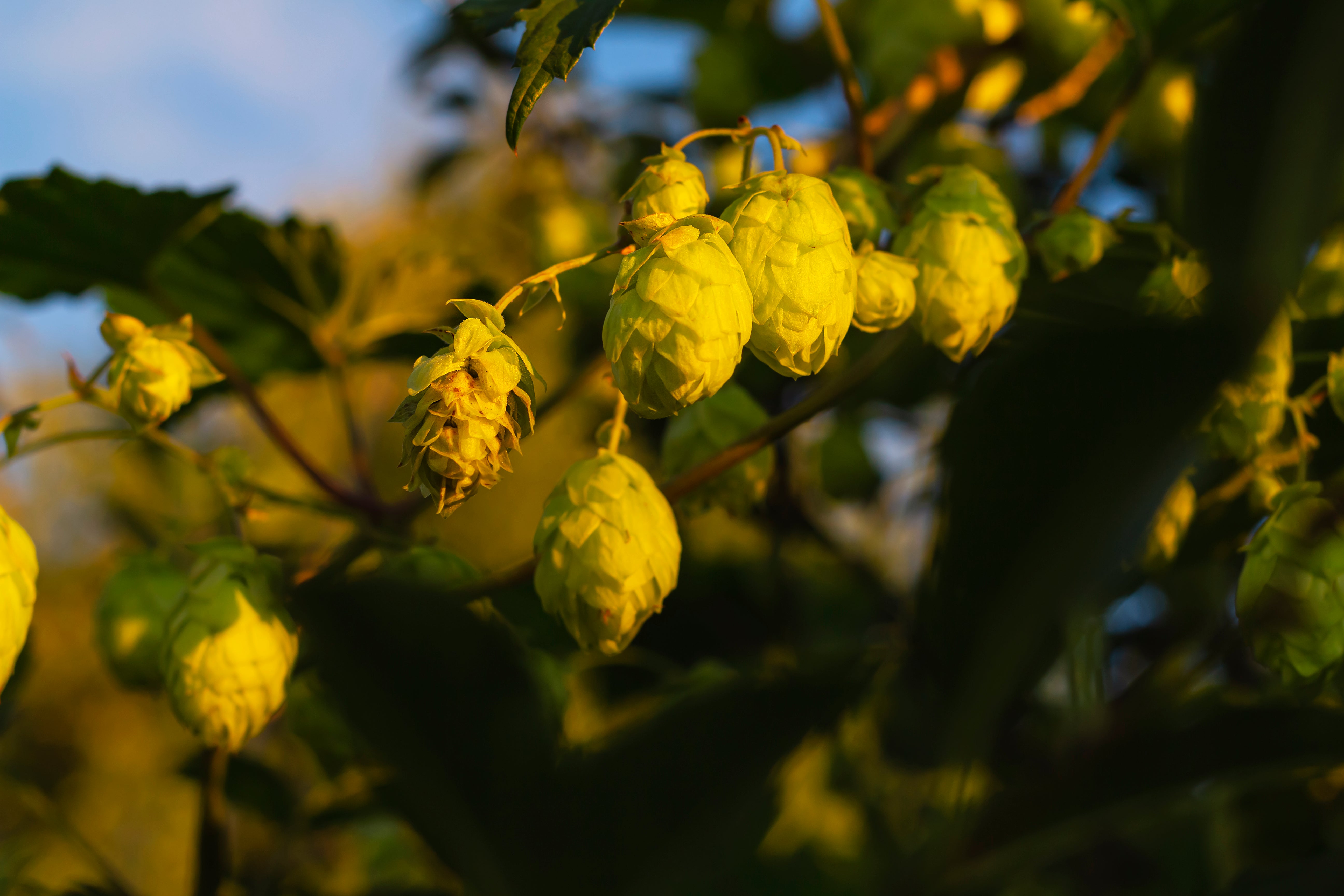 Amarillo® Hops: A Bright Star in Modern Craft Brewing – Havoc Brew Supply