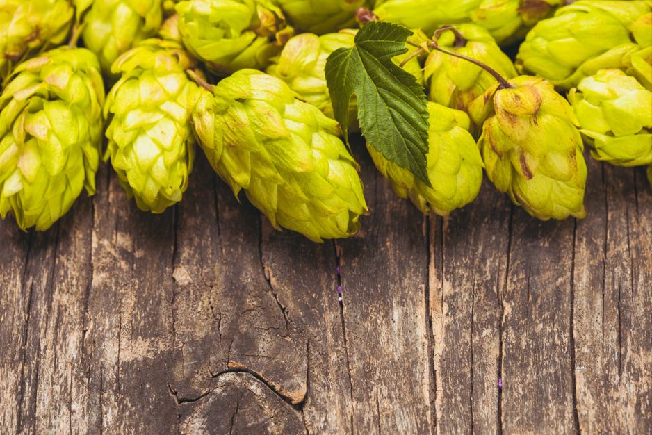 Amarillo Hops: Where to Find Them, How to Use Them, and Why They Matter ...