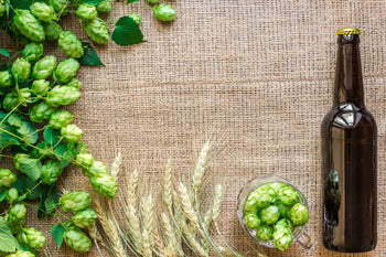 How Citra Hops Influence the Aroma – Havoc Brew Supply