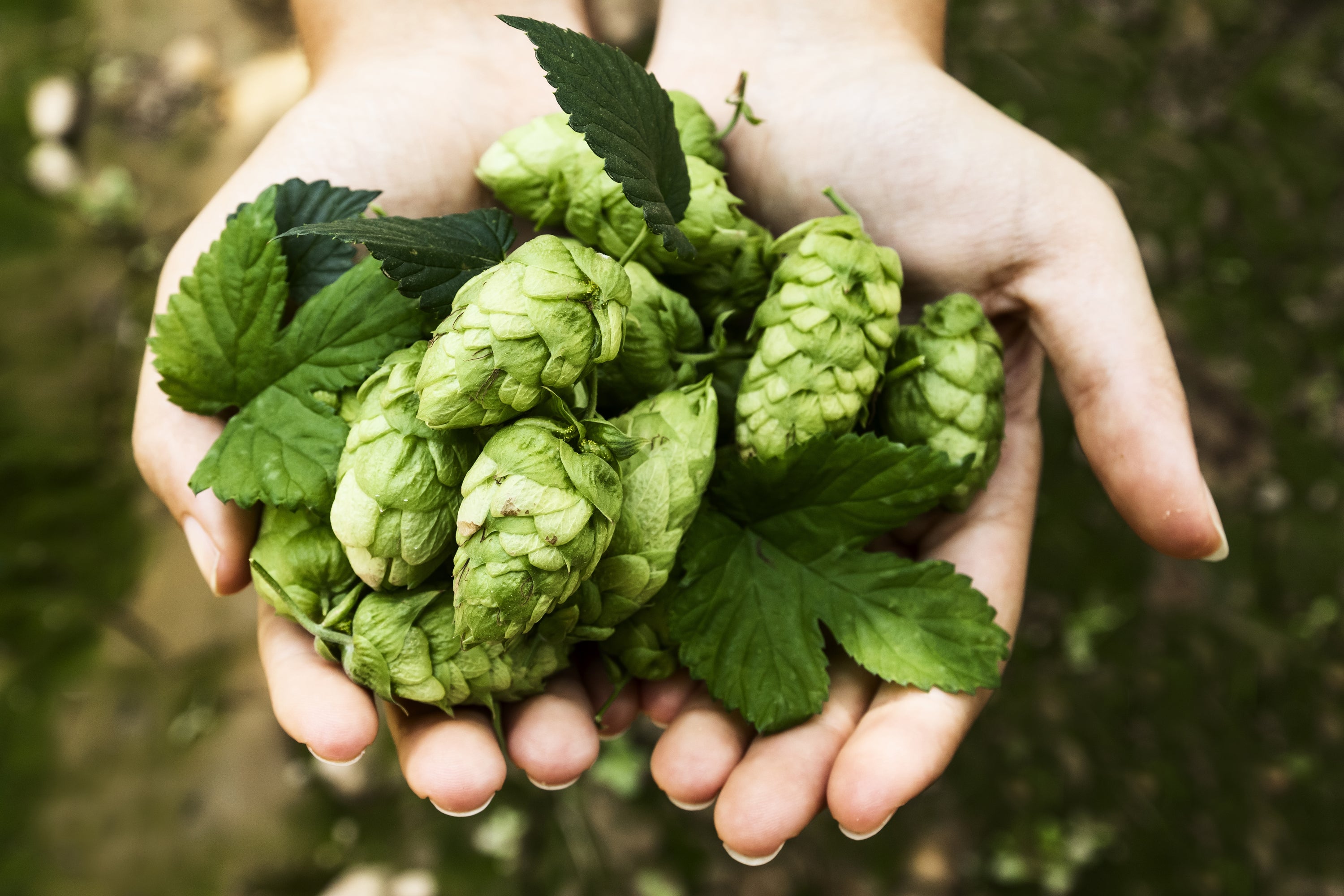 Understanding Citra Hops Alpha Acids – Havoc Brew Supply