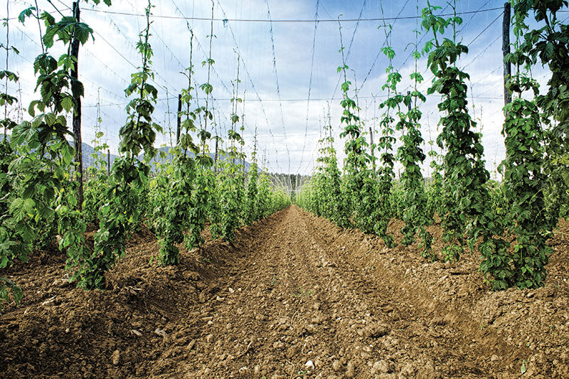 How to Use Hop Crop Variations Year to Year to Your Advantage – Havoc ...