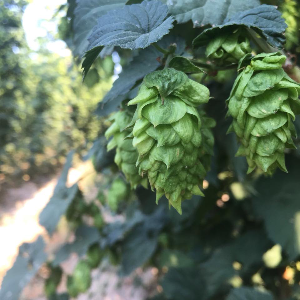 Idaho Gem: Versatile and Experimental – Havoc Brew Supply